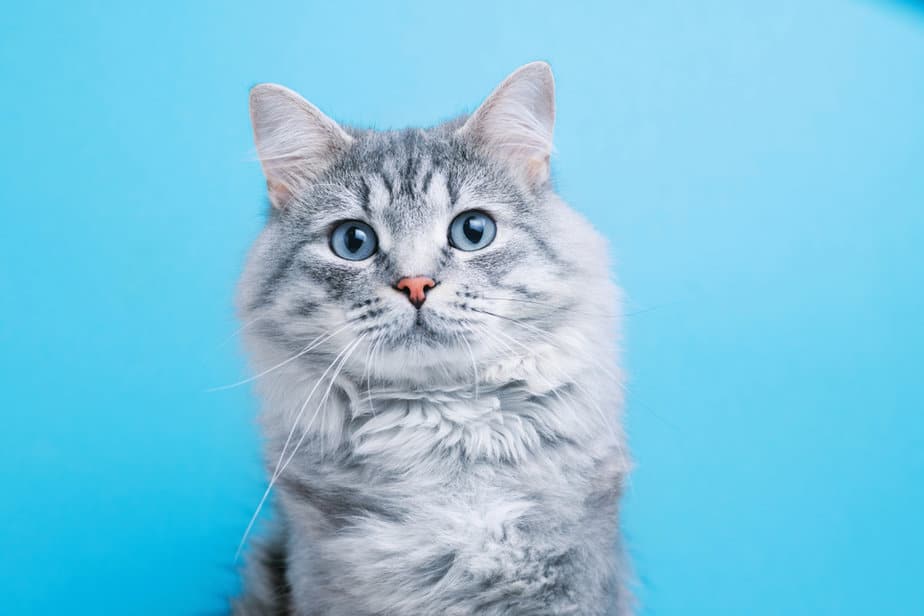 450 Best Space Names For Cats Be Unique 450-best-space-names-for-cats-be-unique