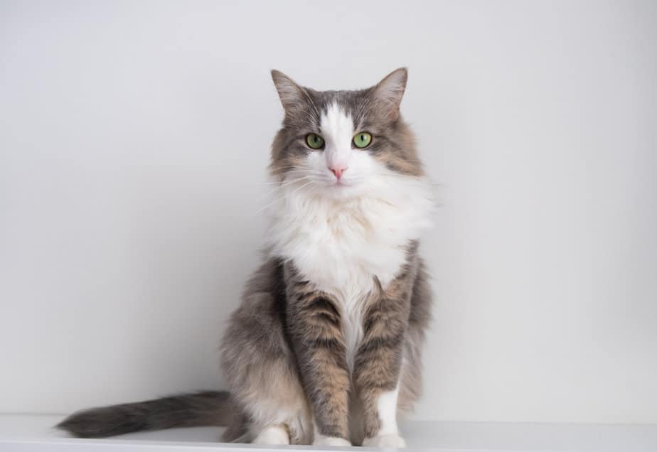 450 Best Space Names For Cats Be Unique
