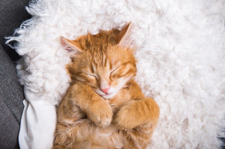 450 Best Space Names For Cats Be Unique