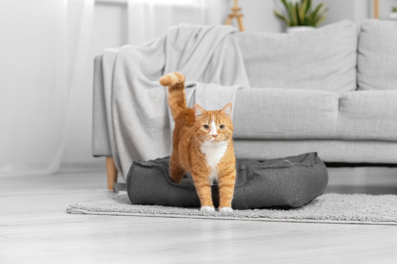 450 Best Space Names For Cats Be Unique