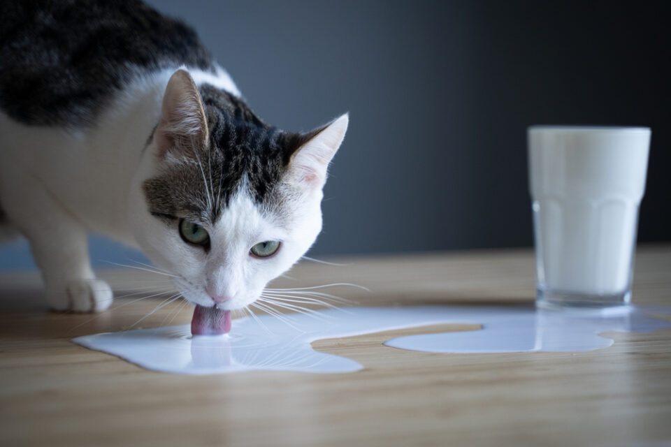 Can Cats Drink Almond Milk? It's Unlike Any Udder Milk!