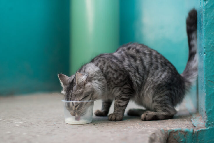 Can Cats Drink Almond Milk? It's Unlike Any Udder Milk!