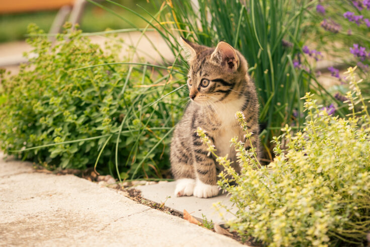 Can Cats Eat Chives? Or Should They Run For Their Lives?