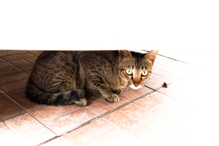 Can Cats Eat Cockroaches? Are These Cringey Critters Safe?