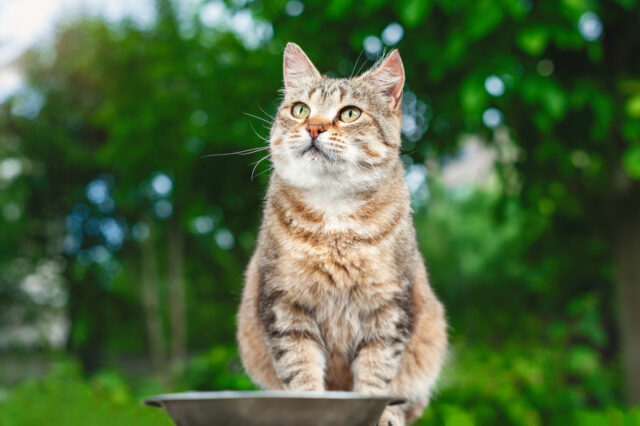 Can Cats Eat Curry? Is It Something You Should Worry About?