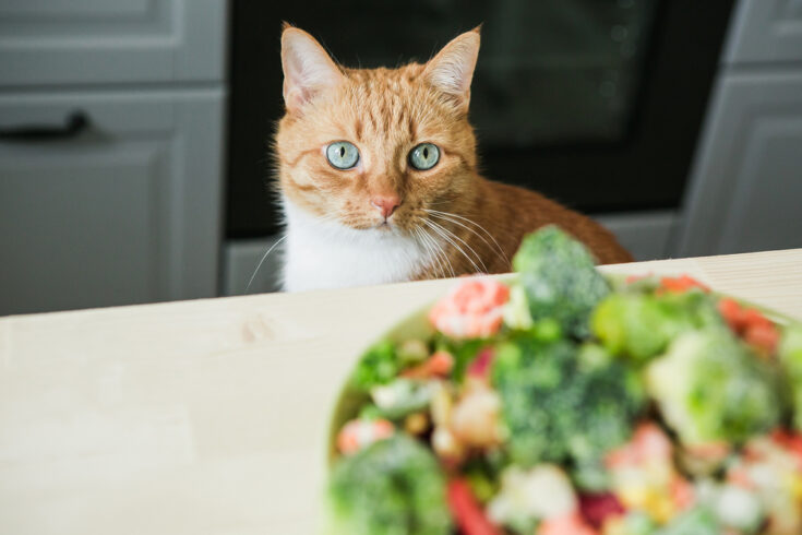Can Cats Eat Curry? Is It Something You Should Worry About?