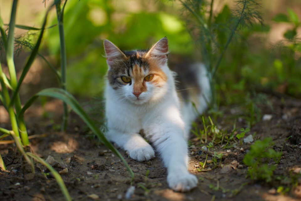 Can Cats Eat Dill? Does This Herb Give Them A Thrill?