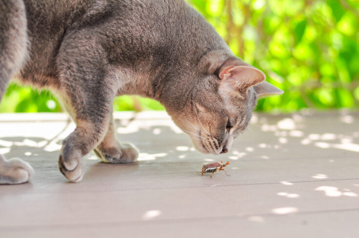 Can Cats Eat Flies? What Could Go Wrong With These Bugs?