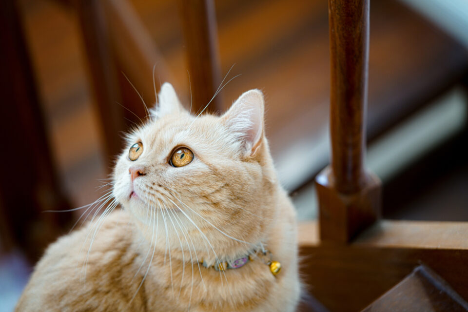 Can Cats Eat Flies? What Could Go Wrong With These Bugs?