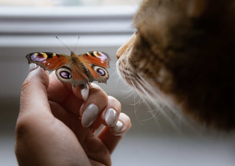 Can Cats Eat Flies? What Could Go Wrong With These Bugs?