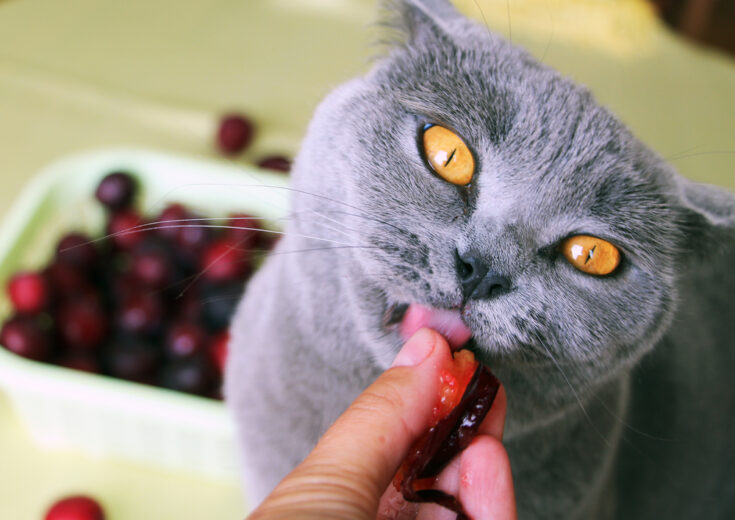 Can Cats Eat Plums? Why So Glum, Sugar Plum?