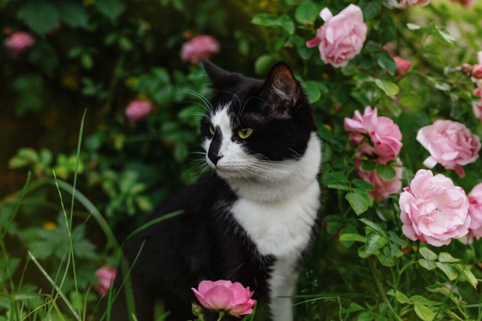 Can Cats Eat Roses? Can These Fragrant Flowers Harm Your Pet?