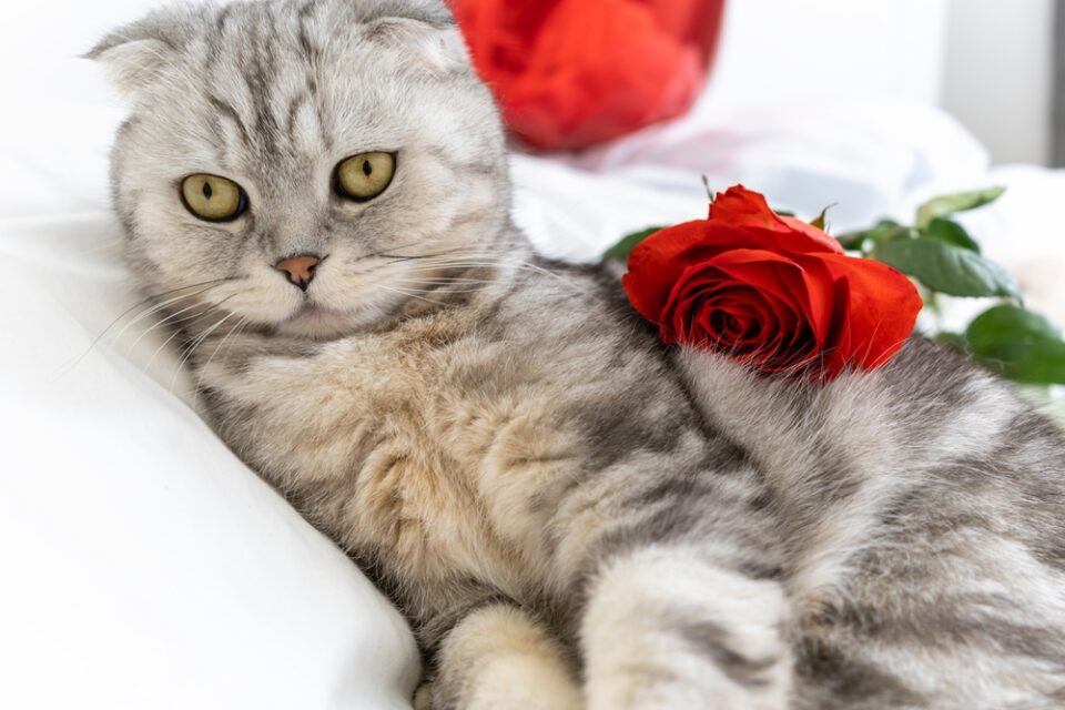 Can Cats Eat Roses? Can These Fragrant Flowers Harm Your Pet?