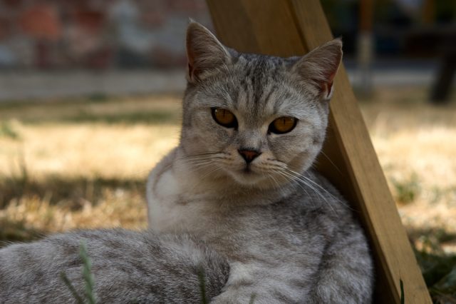 Cute 400+ Cat Names That Start With K Perfect For Your Pet