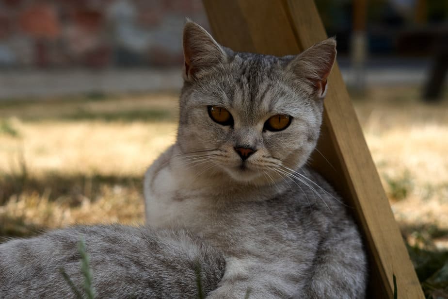 Cute 400+ Cat Names That Start With K Perfect For Your Pet