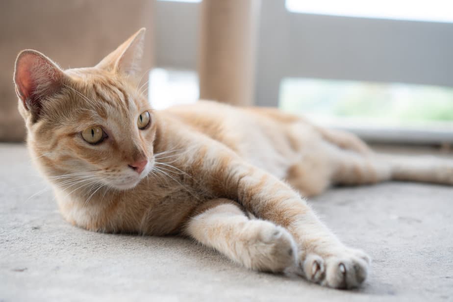 Cute 400+ Cat Names That Start With K Perfect For Your Pet