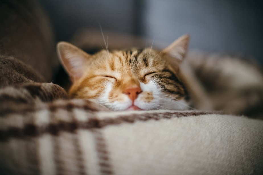 Cute 400+ Cat Names That Start With K Perfect For Your Pet
