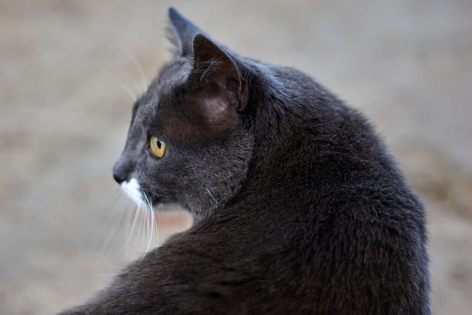 Cute 400+ Cat Names That Start With K Perfect For Your Pet