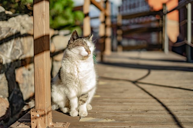 Does Your Cat Have A Swollen Lip? 9 Reasons Why It Happens