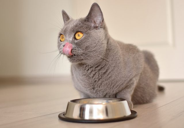 Does Your Cat Have A Swollen Lip? 9 Reasons Why It Happens