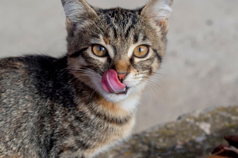 Does Your Cat Have A Swollen Lip? 9 Reasons Why It Happens