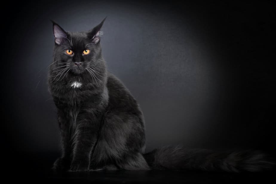 The Astonishing Black Maine Coon Cat - How Rare Is It?