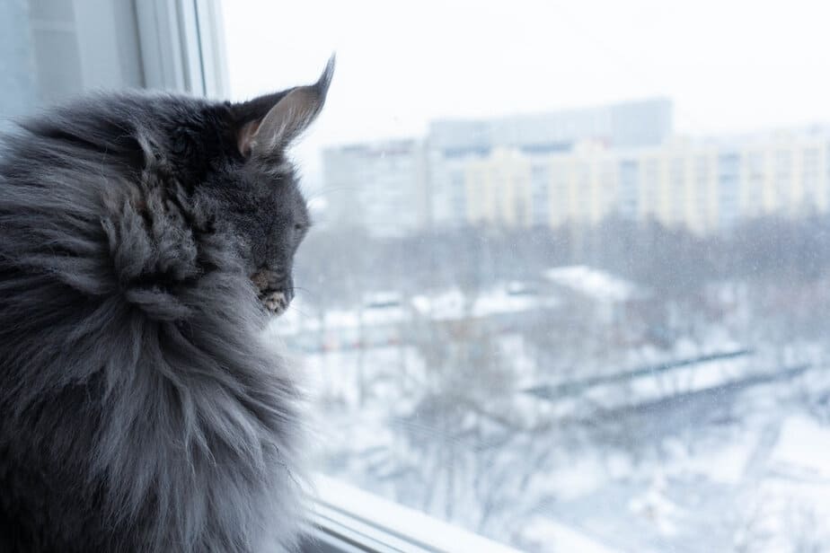 The Astonishing Black Maine Coon Cat - How Rare Is It?