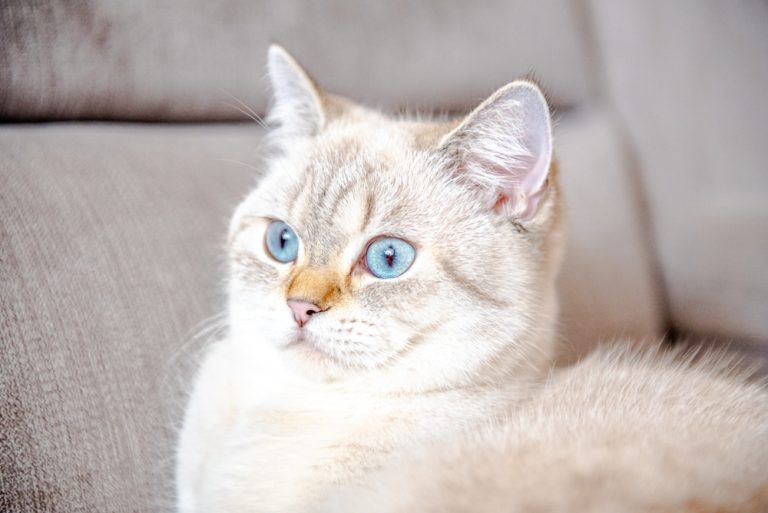 Will My Cat Forget Me Or Will She Think Of Me While I'm Gone?