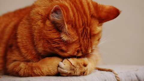 140+ Shy Cat Names For Your Timid Furbaby