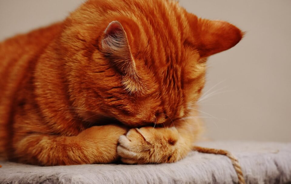 140+ Shy Cat Names For Your Timid Furbaby