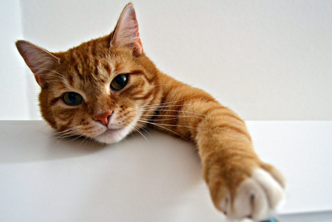 300+ Beautiful Turkish Cat Names And Their Meanings