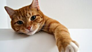 300+ Beautiful Turkish Cat Names And Their Meanings