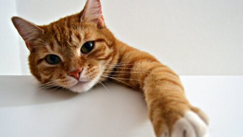 300+ Beautiful Turkish Cat Names And Their Meanings