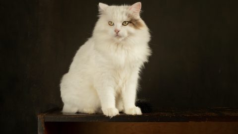 400+ Beautiful Urdu Names For Cats That Will Blow Your Mind