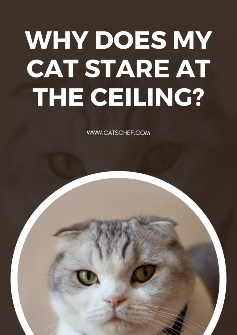 Why Does My Cat Stare At The Ceiling? What Does She See?