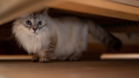 Everything You Need To Know About Keeping A Cat In One Room