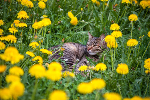 Can Cats Eat Dandelions