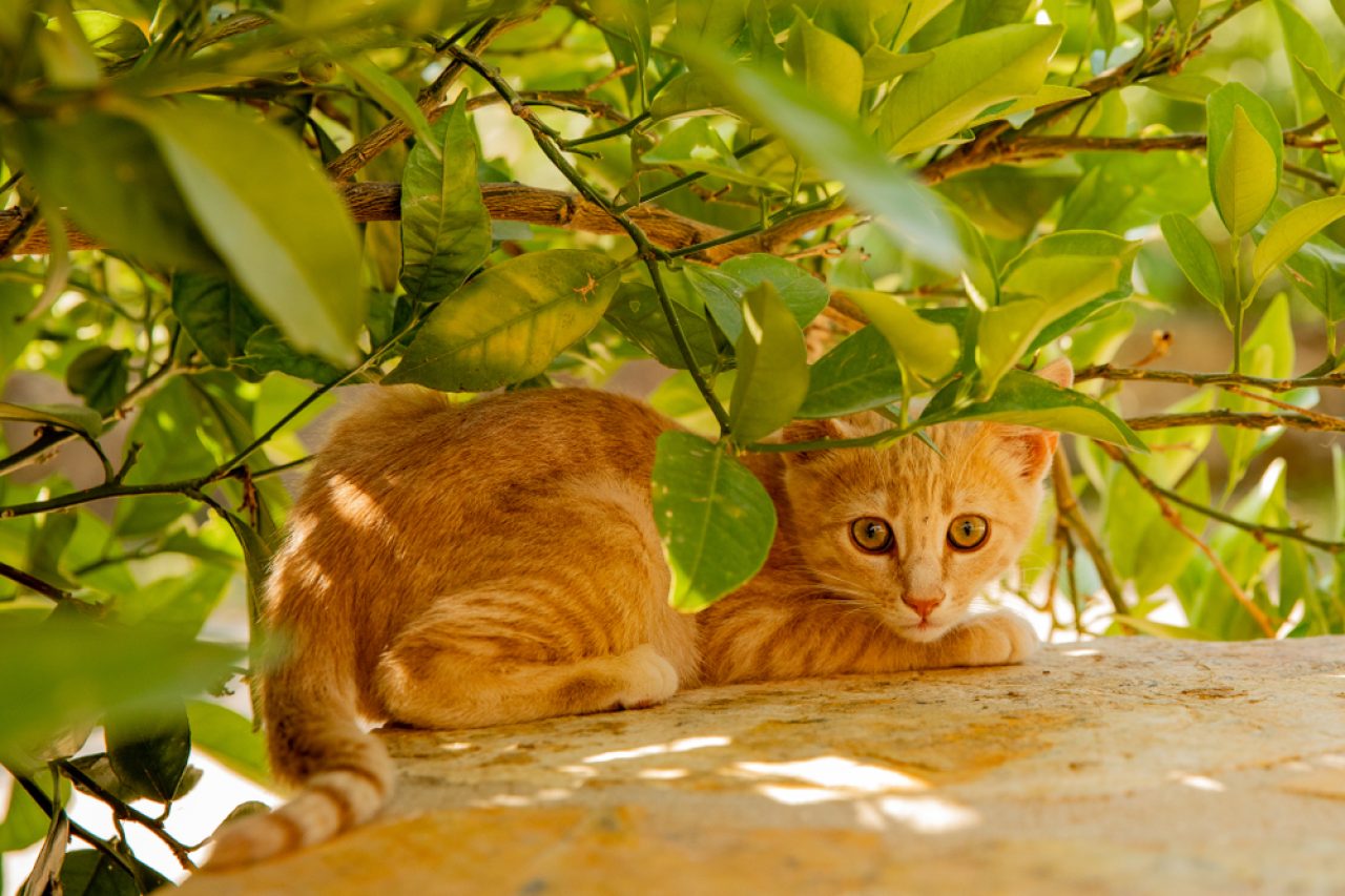 140+ Shy Cat Names For Your Timid Furbaby