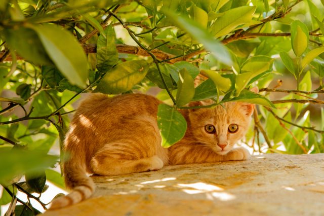 140+ Shy Cat Names For Your Timid Furbaby