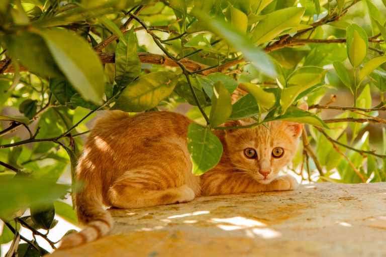 140+ Shy Cat Names For Your Timid Furbaby