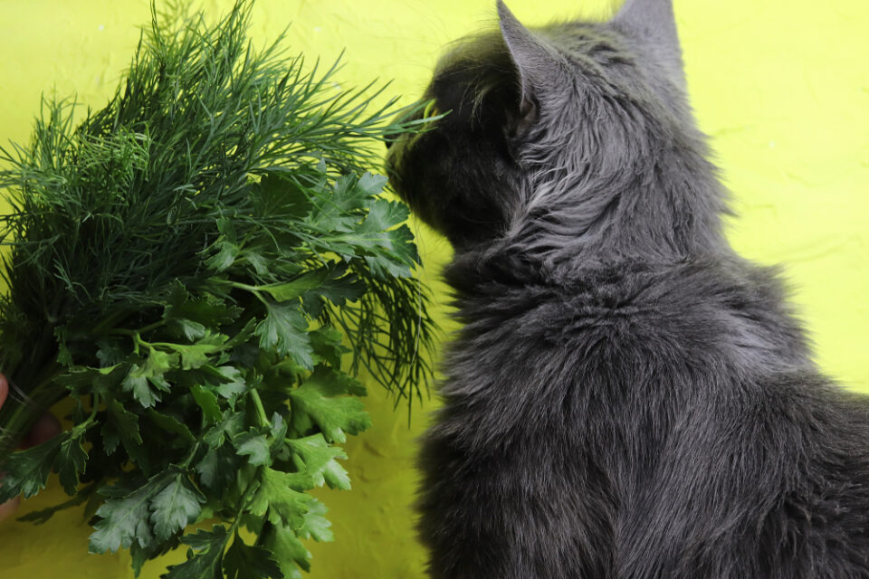 Can Cats Eat Cilantro? What's The Scoop On This Healthy Herb?