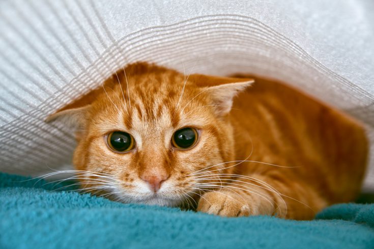 140+ Shy Cat Names For Your Timid Furbaby