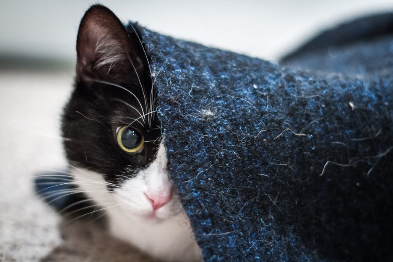 140+ Shy Cat Names For Your Timid Furbaby