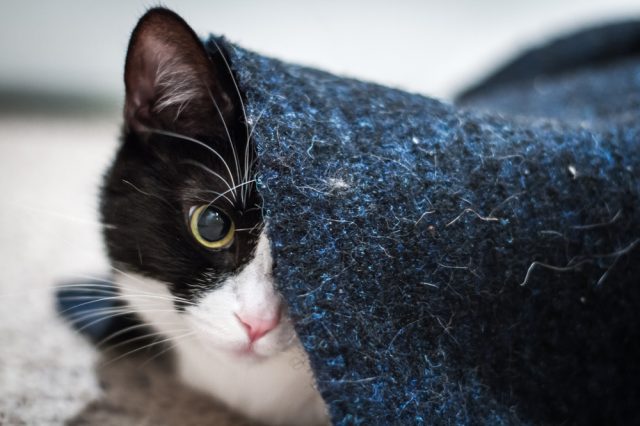 140+ Shy Cat Names For Your Timid Furbaby