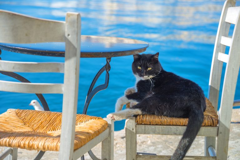 380+ Stunning Greek Cat Names That You Can Choose From