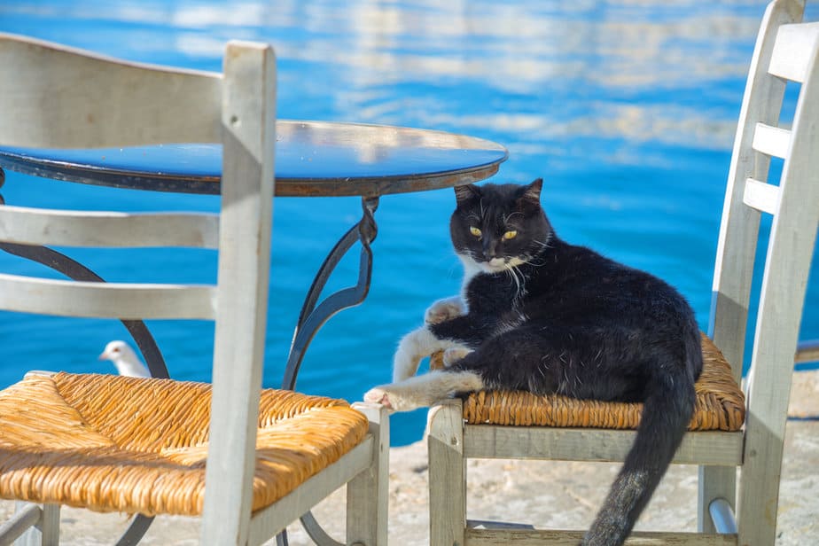 380+ Stunning Greek Cat Names That You Can Choose From