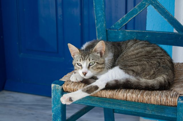 380+ Stunning Greek Cat Names That You Can Choose From