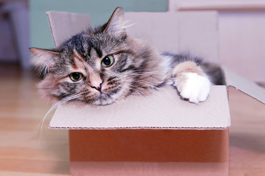 Is Your Cat Eating Cardboard? Here's What It Means!