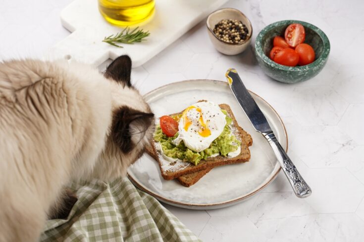 Can Cats Eat Avocado? Can This Tasty Treat "Guac" Their World?
