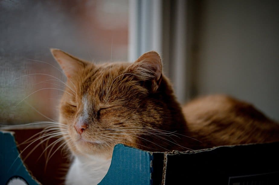 Is Your Cat Eating Cardboard? Here's What It Means!